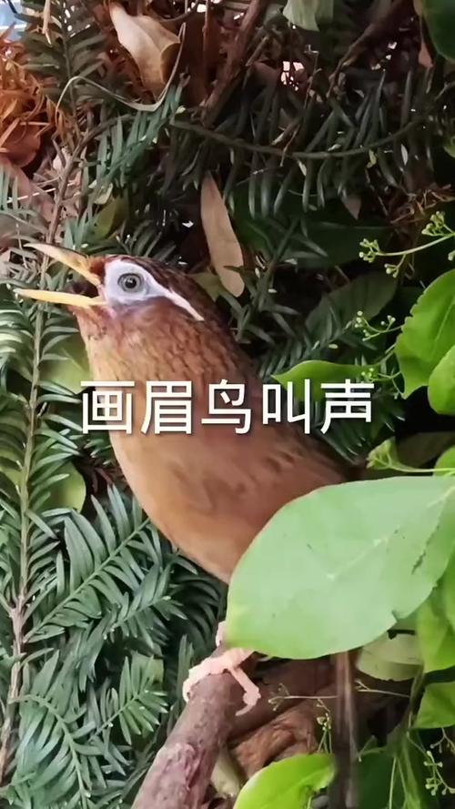 鸟说话视频图标
