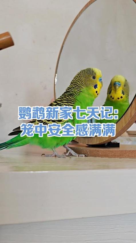鹦鹉飞进家预兆图标