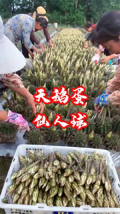 天鹅蛋为何要尽量少吃图标