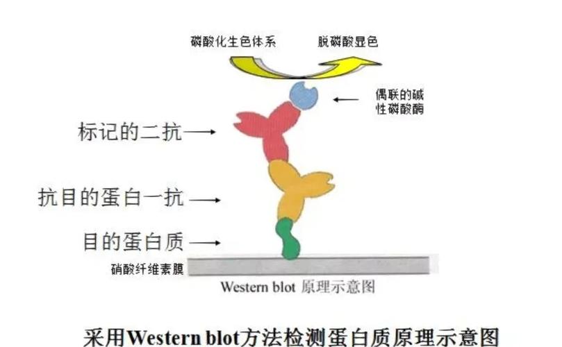 毛蛋里面的白色硬块能吃吗图标