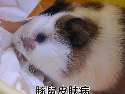 仓鼠眼睛周围掉毛图标