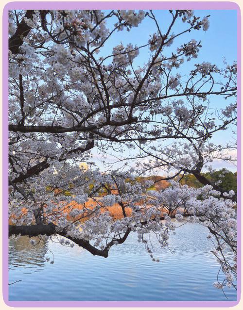 上野公园图标