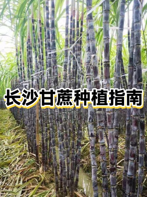 甘蔗怎么种植方法步骤截图
