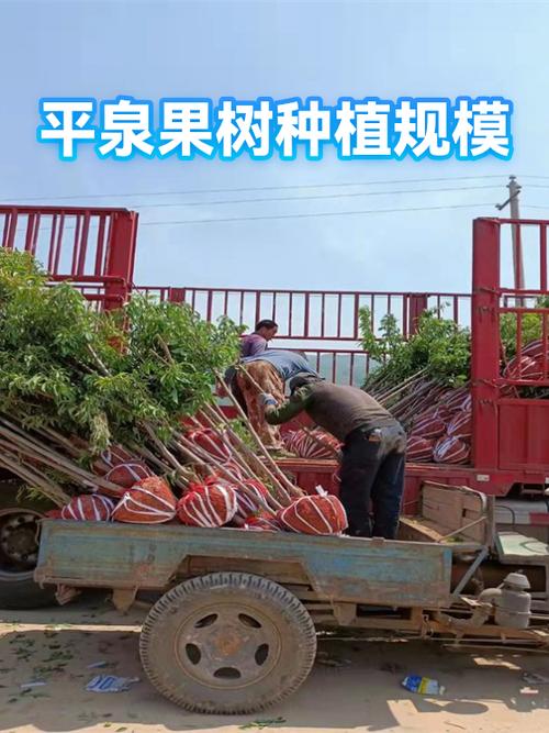 免费种水果树送的有哪些平台图标