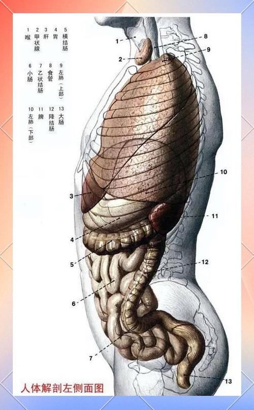 男人内脏分布图图片图标