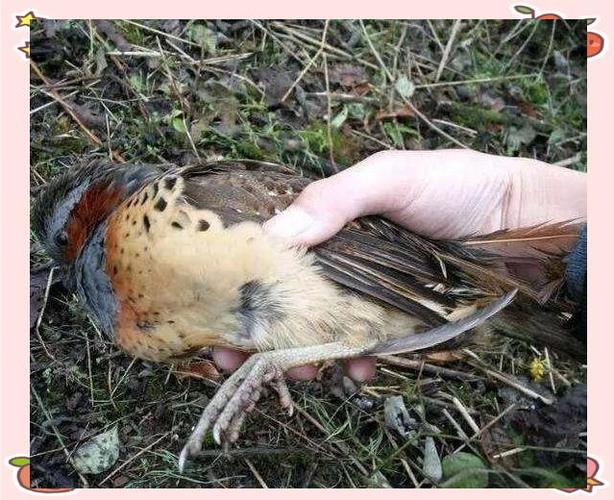 捕山鸡的6种绝招视频