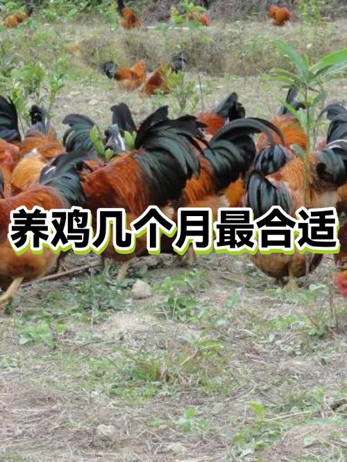 几月份开始养鸡最合适图标