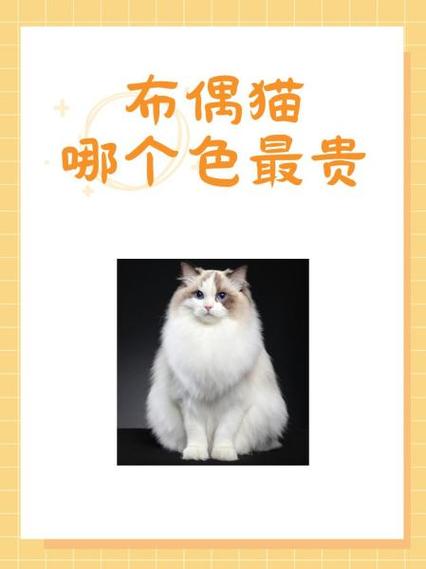 布偶猫的品种及价格截图