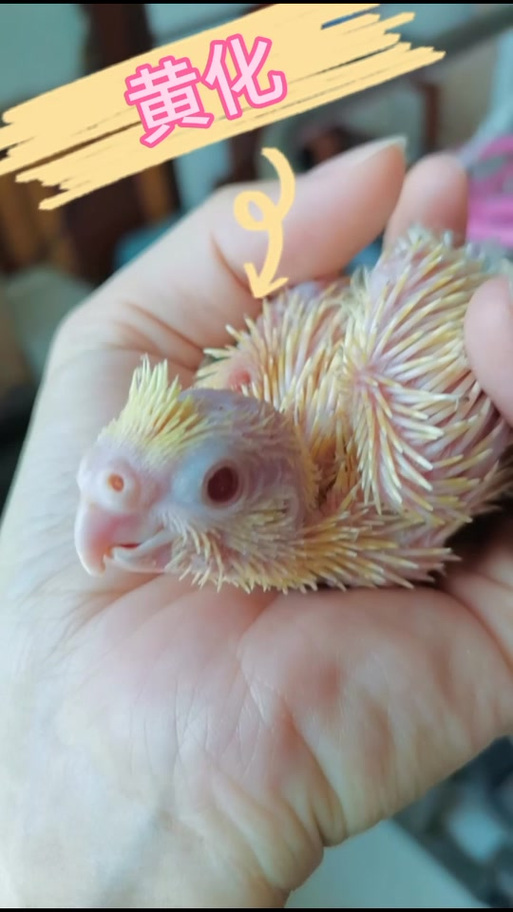 原始灰和黄化的后代能配种吗图标