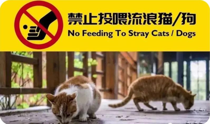 投喂流浪猫最新法律规定