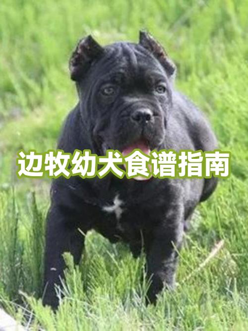 边牧价格表2025价目表截图