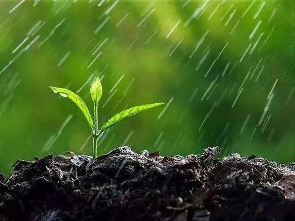 春雨安装包是什么图标