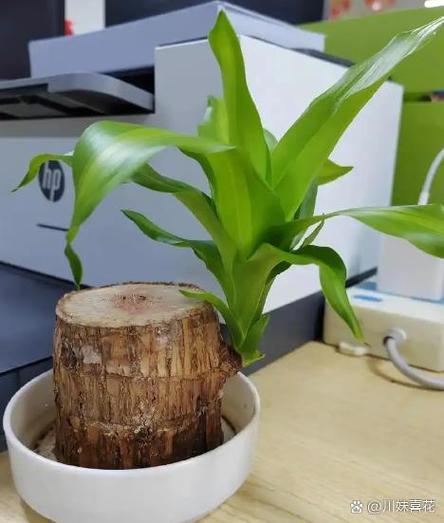 巴西木的功效与作用寓意图标