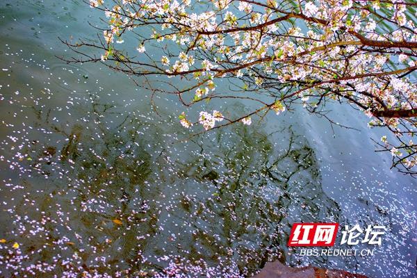 今夜雨声烦,花落两茫然图标