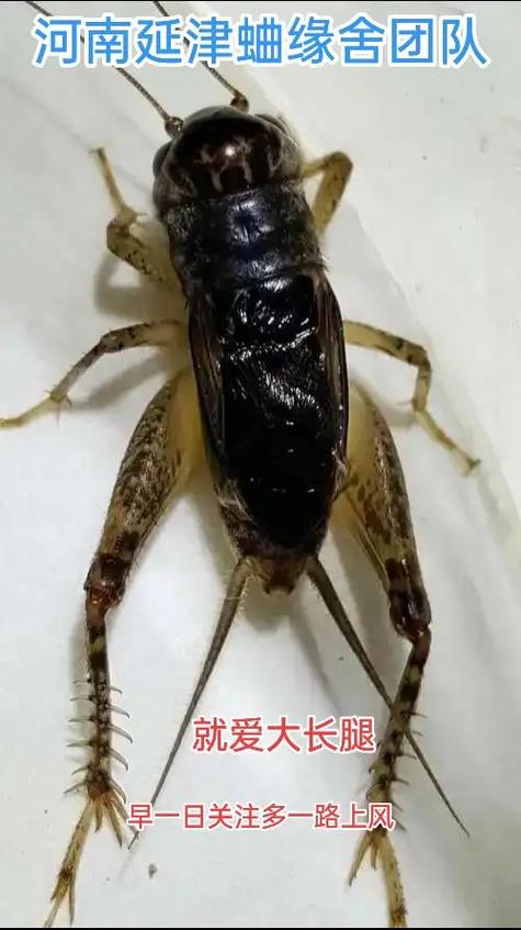 好蛐蛐图标