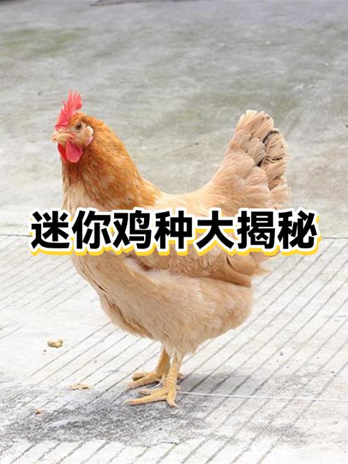 在迷你世界里怎么让鸡生出小鸡