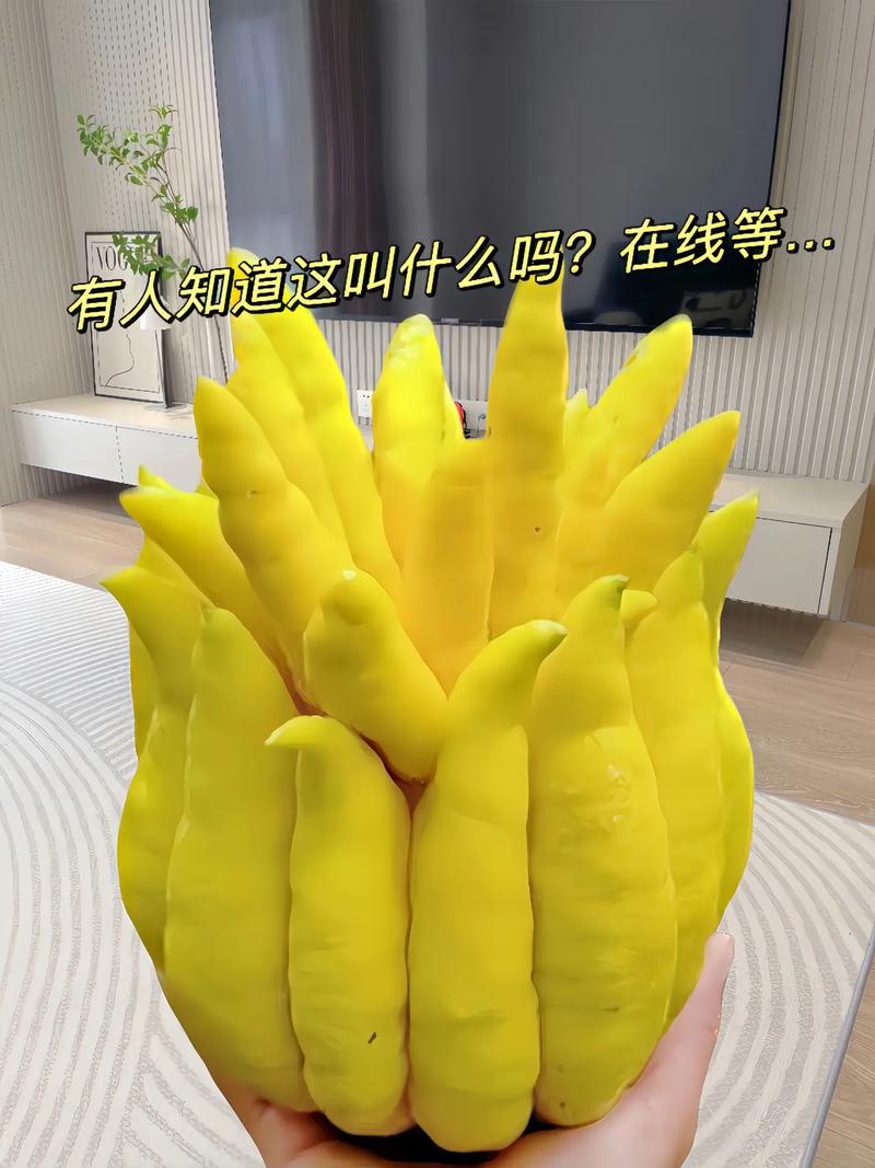 佛手在线大菠萝辅助截图