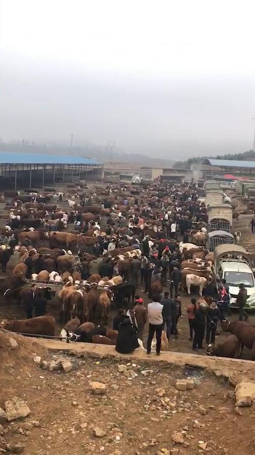 贵州活牛交易市场详细地址图标