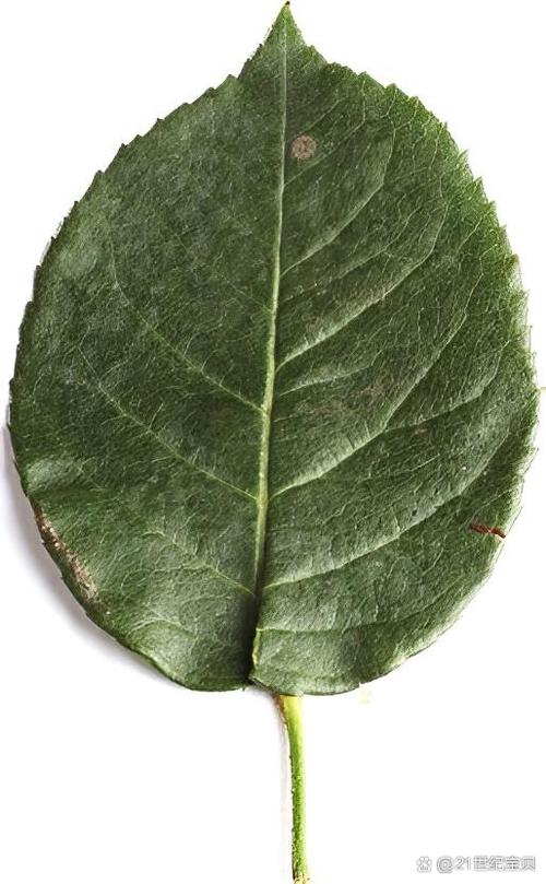 叶子长边缘有锯齿的植物