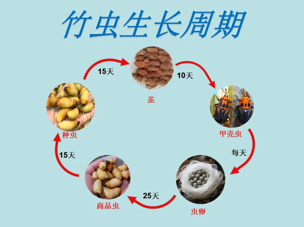 竹虫养殖10大忠告图标