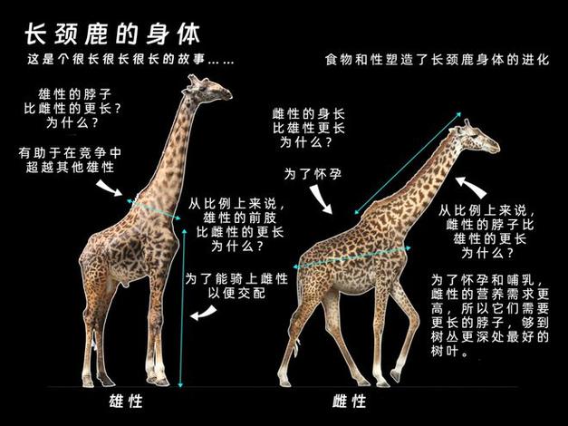 长颈鹿是一头还是一只截图