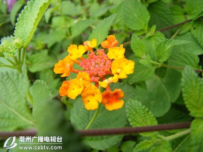 刺棠晋江专栏截图