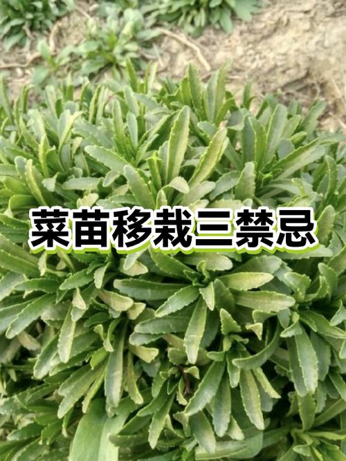 银杏菜最忌三种菜
