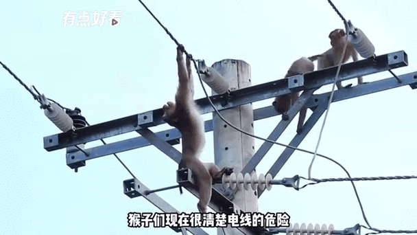 触电挑战有什么名字截图