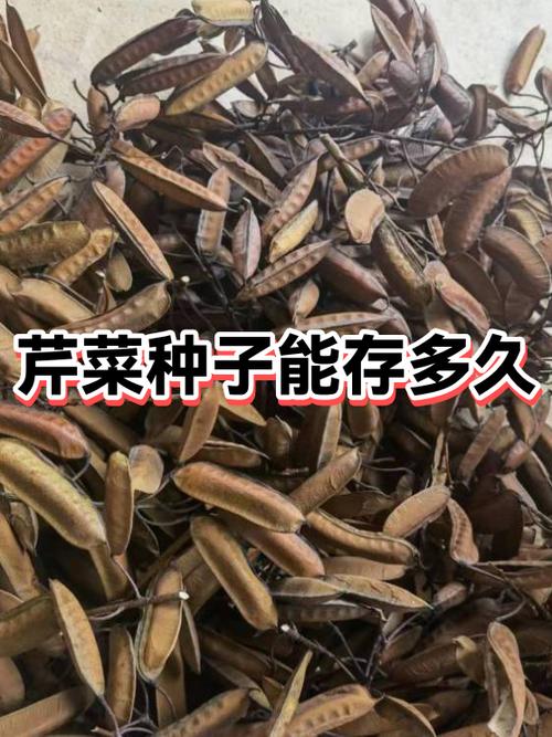 种子能保存多久截图