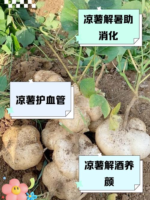 凉薯白地瓜吃了有什么作用图标