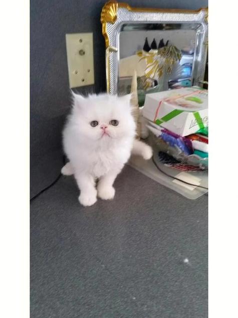 领猫