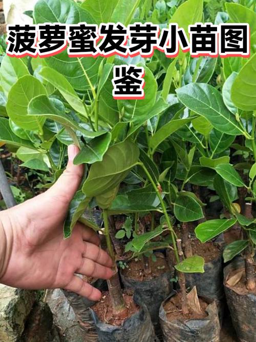 菠萝蜜种子盆栽截图