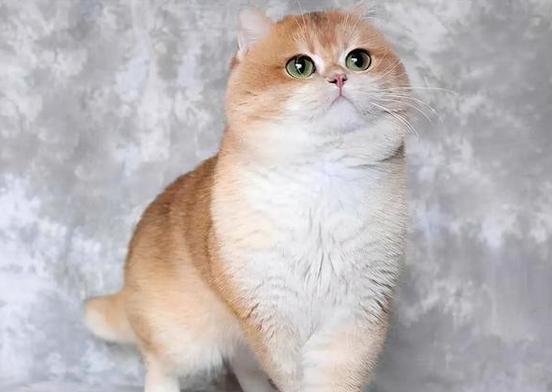 金点和金渐层猫咪哪个贵图标