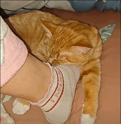 猫为什么突然钻被窝图标
