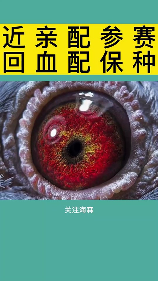 翻翻鸽子配对技巧截图