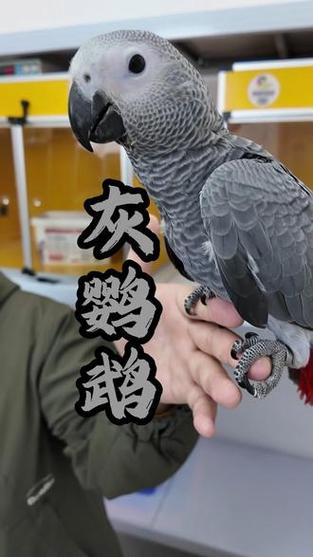 灰机ww图标