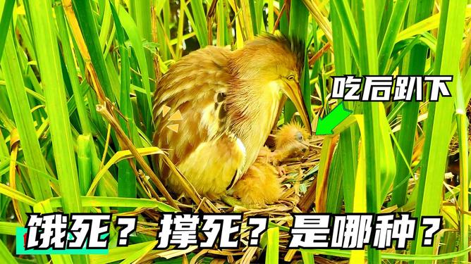 小鸟一直吃东西会撑死吗