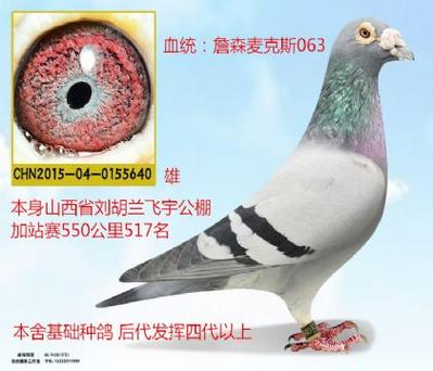 信鸽信息网图标
