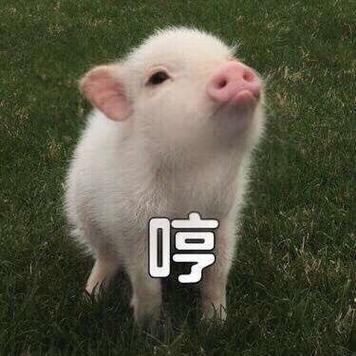emoji小猪表情图标