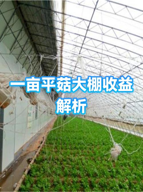 种植平菇大棚一亩投资多少钱