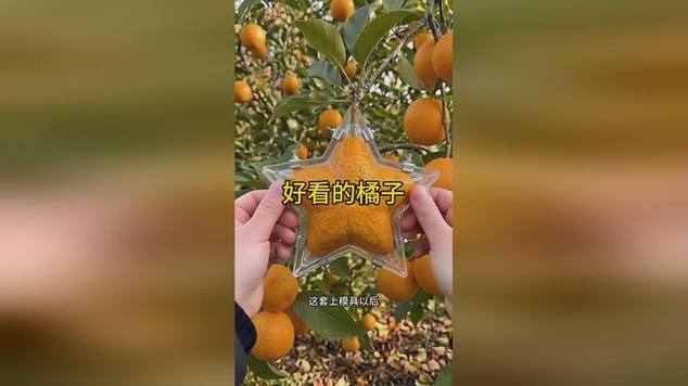 橘子好看视频播放器截图