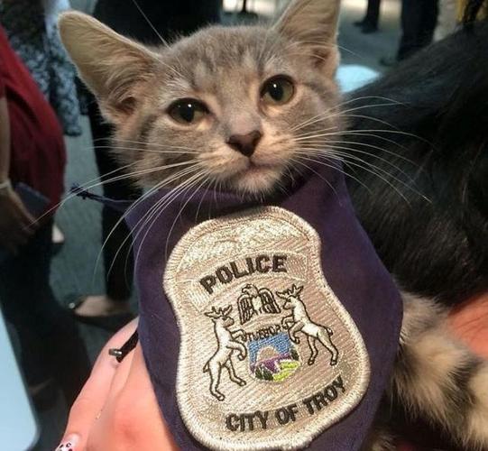 黑猫警长和白猫班长图图标