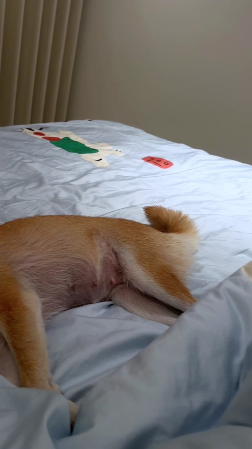 狗狗趁我睡着