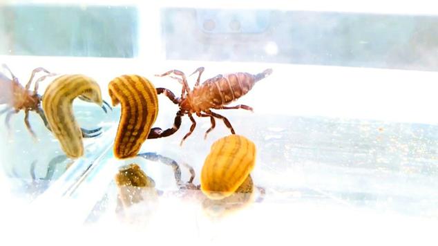 水蛭vs蝎子图标