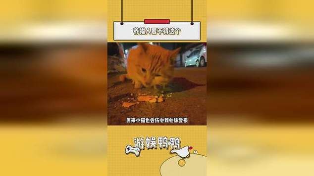 喵星人求生记图标
