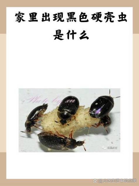 工作虫是什么图标