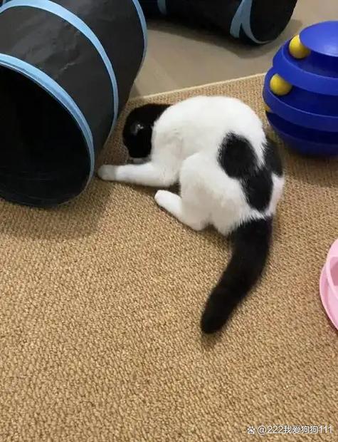 猫咪后腿拖着走路截图