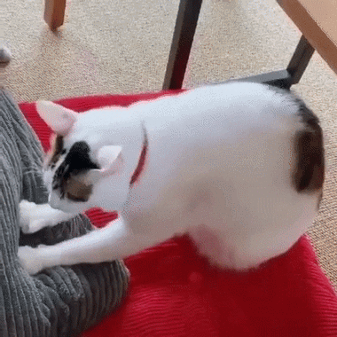 喜欢养猫的男人心理学图标