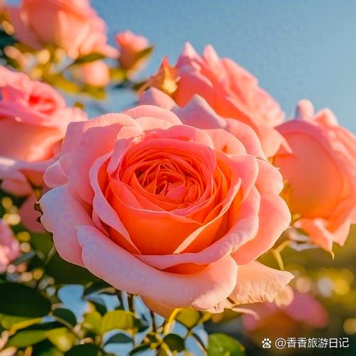 粉色的花代表什么意思