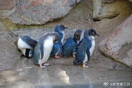 企鹅特征介绍图标
